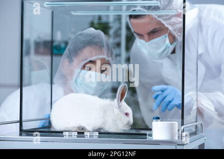 Scientists observing white rabbit in chemical laboratory. Animal ...