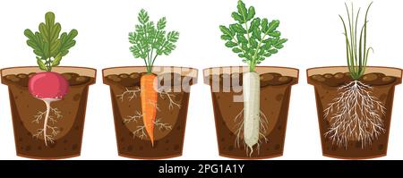 Set of different plant roots growing in soil illustration Stock Vector ...