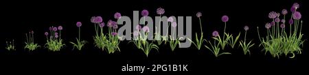 3d illustration of set allium hollandicum grass isolated on black ...