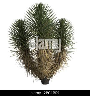3d illustration of yucca decipiens isolated on white background Stock ...