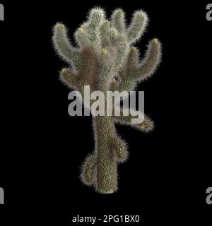 3d illustration of cholla luminance bush isolated on black background ...