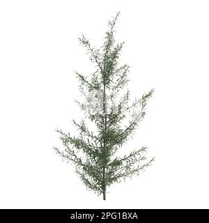 3d illustration of hippophae rhamnoides bush isolated on white ...