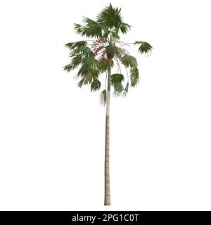 3d illustration of saribus rotundifolius palm isolated on white ...