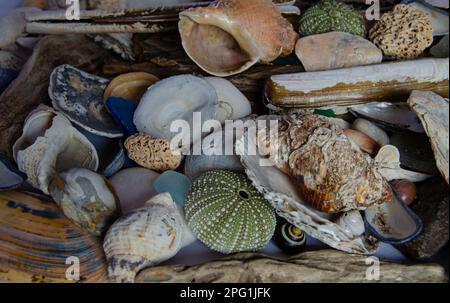 A variety of shells and stones washed up by the tide in Seapark County ...