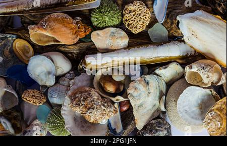 A variety of shells and stones washed up by the tide in Seapark County ...