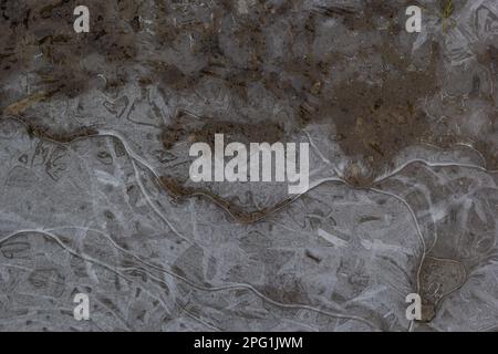 beautifully frozen water in a puddle. air bubbles inside the ice ...
