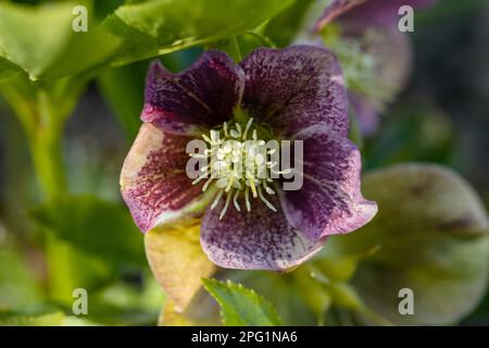Helleborus orientalis Tricastin flower growing in a garden Stock Photo ...