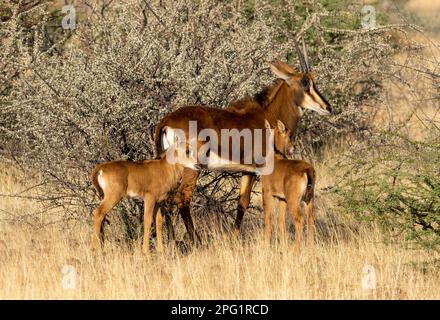 Sable antelope, Mariental, Namibia Stock Photo - Alamy