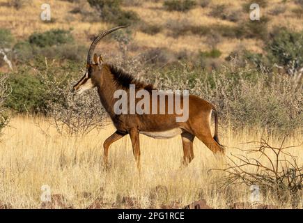 Sable antelope, Mariental, Namibia Stock Photo - Alamy
