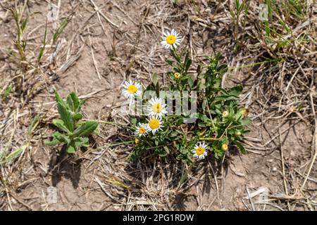 German chamomile or May-weed in the garden Stock Photo - Alamy