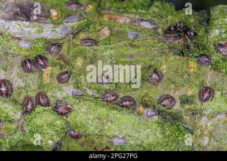 Globose scale, plum lecanium, Sphaerolecanium prunastri. Coccids ...
