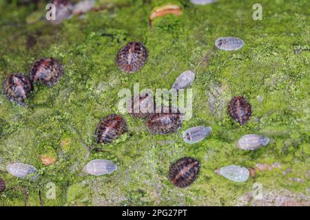 Globose scale, plum lecanium, Sphaerolecanium prunastri. Coccids ...