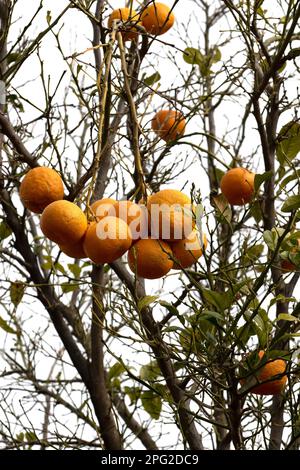 Branches of a tangerine tree with large orange fruits and green leaves ...