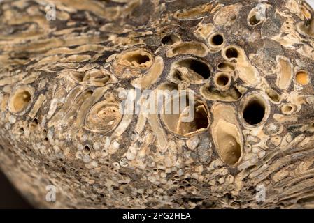 Ship Worm (Teredo navalis) holes in petrified wood. also known as Naval ...