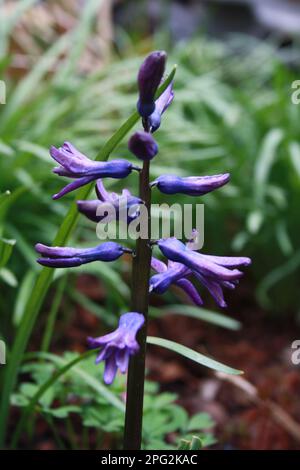 Lilac-violet hyacinth (Hyacinthus orientalis) Silverstone blooms in a ...