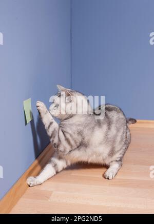 A British Shorthair cat touches a target stick with its nose. Germany ...