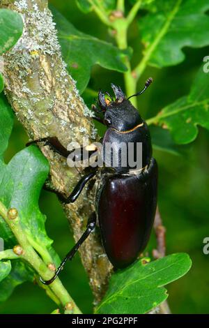 One, single European stag beetle on the ground with male hand playing ...