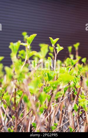 A closeup shot of a small thin branch sprouting with green leaves Stock ...