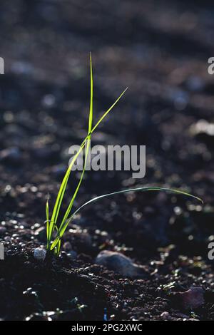 A closeup of green grass emerging from snowy ground Stock Photo - Alamy
