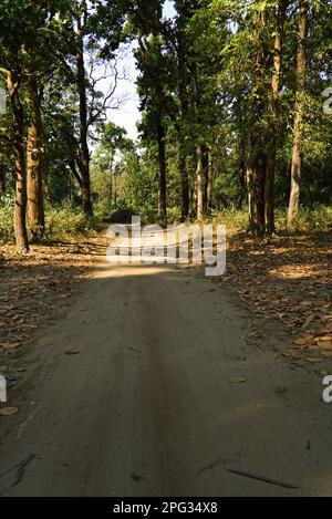jungle trails towards the forest area Stock Photo - Alamy