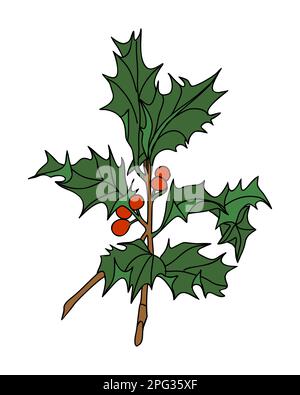 Holly, December birth month flower vector art Stock Vector Image & Art ...