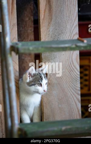 domestic cat exploring Stock Photo - Alamy