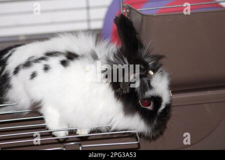 Lionhead Rabbit escaping Wire Cage Indoors Hook Norton Oxfordshire ...