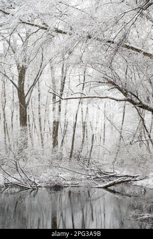 Nice winterwalk through a little German nature reserve, Lower Rhine ...