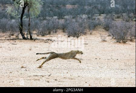 Adult female Southeast African cheetah (Acinonyx jubatus jubatus ...