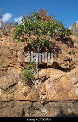 Large-leafed rock fig (Ficus abutilifolia) seedling growing in a small ...