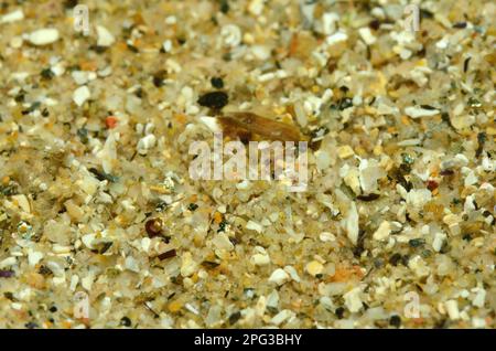 Philocheras trispinosus, Dreidornige Garnele, three spined shrimp Stock ...