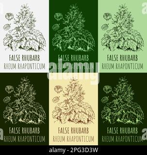 Drawings of FALSE RHUBARB. Hand drawn illustration. Latin name Rheum L ...