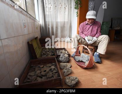 (230320) -- CHENGDU, March 20, 2023 (Xinhua) -- Wu Xichun observes a ...