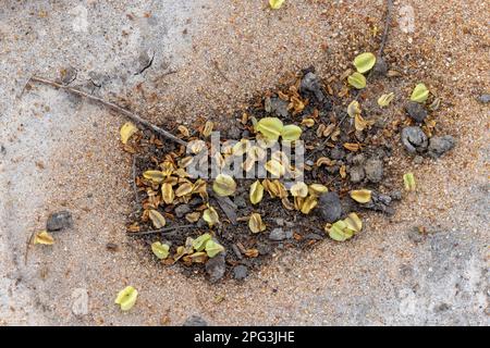 Natural still life with four-winged leadwood seeds (Combretum imberbe ...