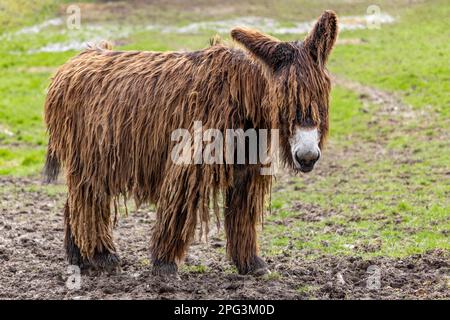 Dreadlocks fur hair coat of Poitou donkey or Baudet du Poitou Stock ...