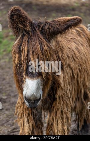 A Baudet du Poitou or Poitevin or Poitou donkey foal runs across a dry ...