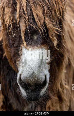 Dreadlocks fur hair coat of Poitou donkey or Baudet du Poitou Stock ...