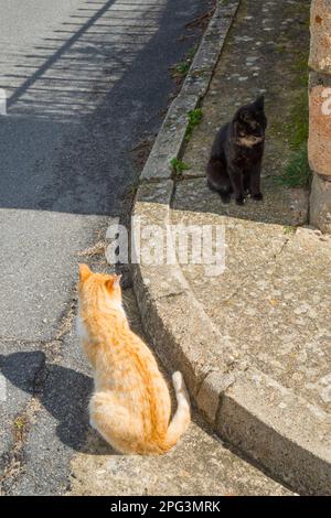 Two stray cats Stock Photo - Alamy