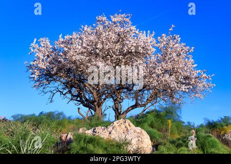 SPRINGTIME. Alta Murgia National Park: almond tree in bloom in Apulia ...