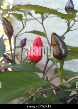 Red and ripe chilies on the tree, some of the fruit is rotten by plant ...