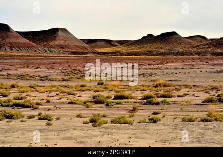 Desolate and Scenic landscape of the ancient petrified forest in ...