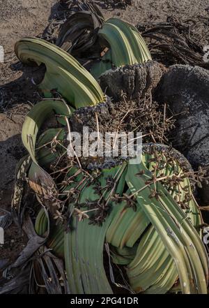The Welwichia mirabillis is said to be one of the strangest plants on ...