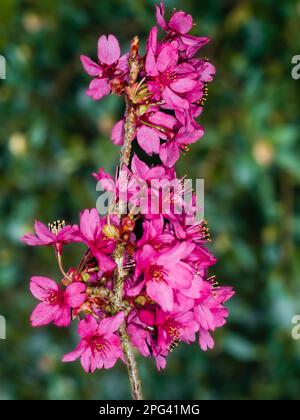 Dark pink blossom of the hardy, early spring flowering cherry tree ...