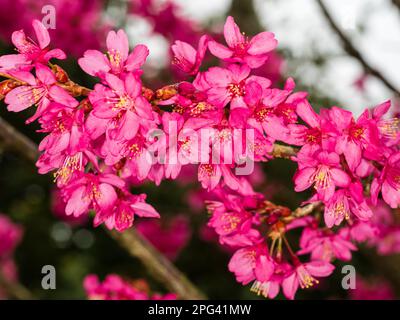 Dark pink blossom of the hardy, early spring flowering cherry tree ...