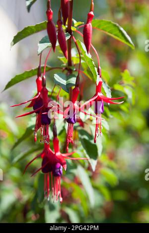 Blooming colourful red fuchsia flowers in nature close up Stock Photo ...