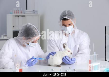 Scientists working with rabbit in chemical laboratory. Animal testing ...