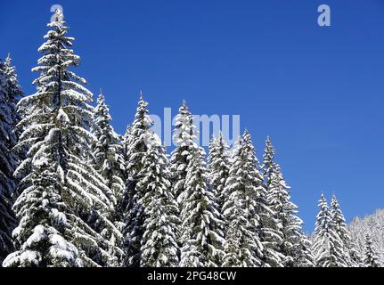 Verschneite Tannen, Wintersportgebiet Portes du Soleil, Haute-Savoie ...
