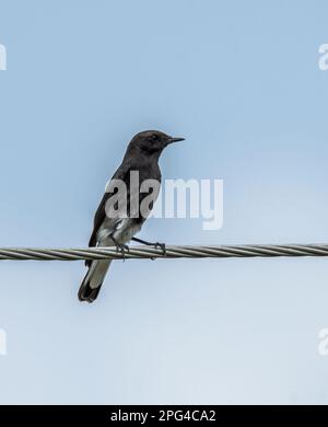 Variable wheatear, Oenanthe picata, Greater Rann of Kutch, Gujarat ...