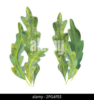 Composition of green algae painted in watercolor. Separate on a white ...