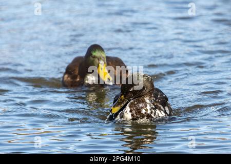 Pair of manky mallard hybrid ducks swimming toward camera Stock Photo ...